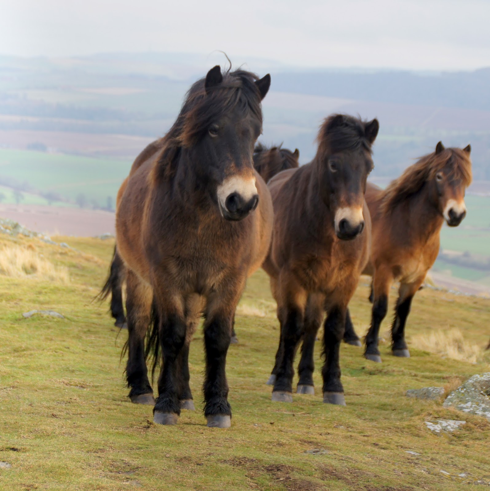 A Climb up Traprain Law