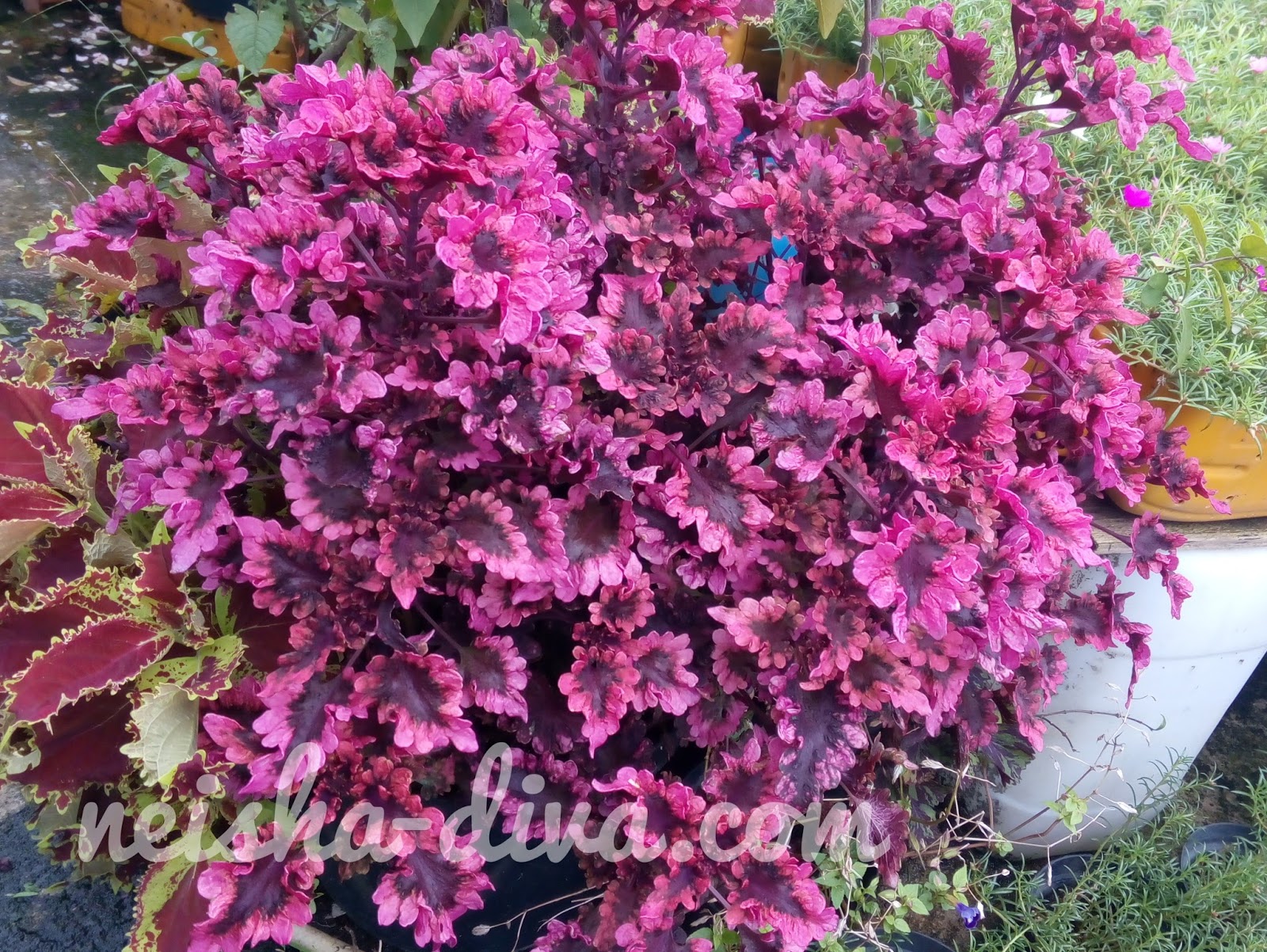 Rumah Bunga Neisha: TANAMAN HIAS - Cara Menanam Miana Alias Coleus Agar ...