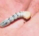 HAMA DAN PENYAKIT TANAMAN KENTANG | Pertanian