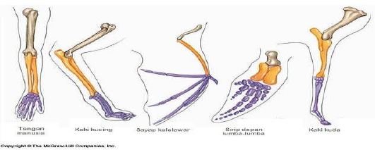 Materi Petunjuk Dan Mekanisme Evolusi Mapel Biologi kelas 12 SMA/MA ...