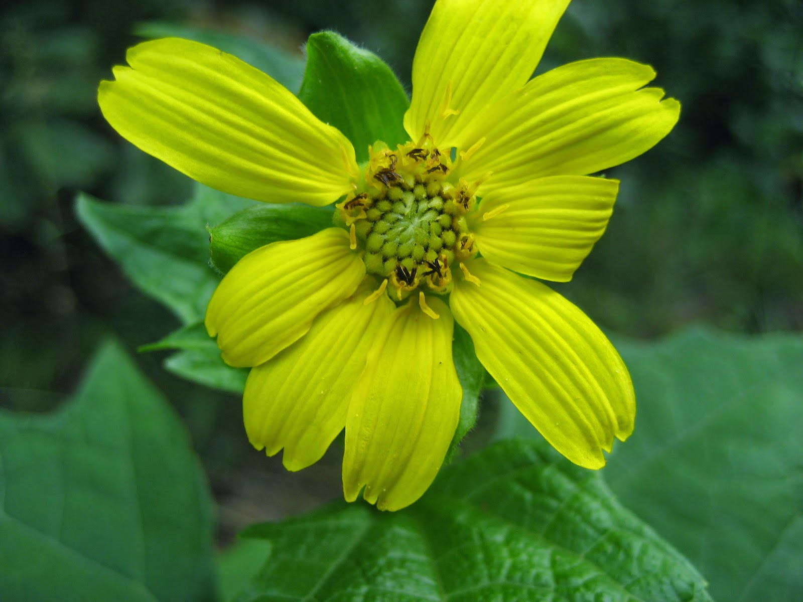 Discovering His Creation: Hairy Leafcup (Smallanthus uvedalius ...