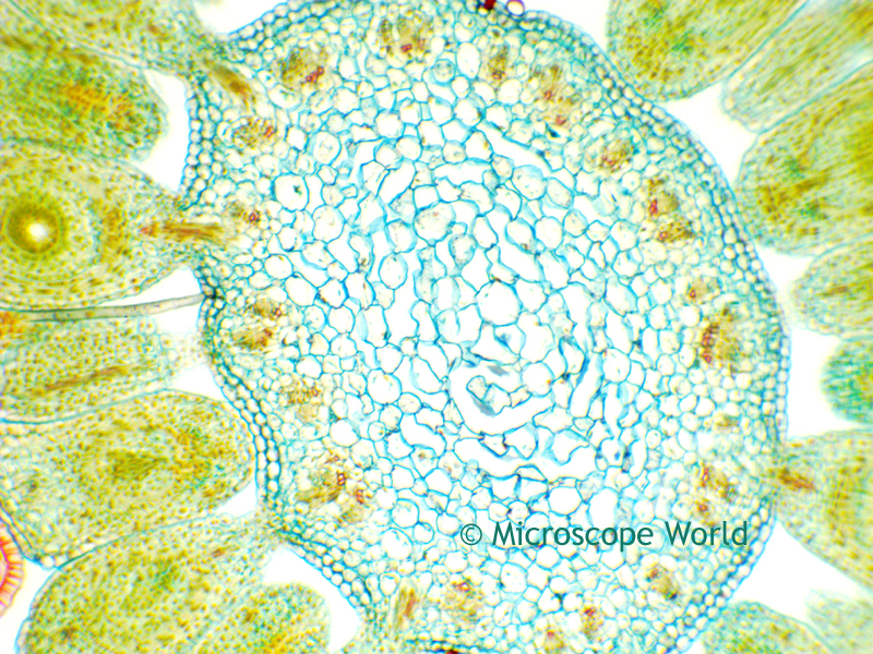 Microscope World Blog: Spring Flowers under the Microscope