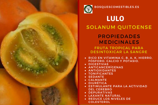 GUÍA DE ÁRBOLES Y ARBUSTOS DE LOS BOSQUES COMESTIBLES: El Lulo, Solanum ...