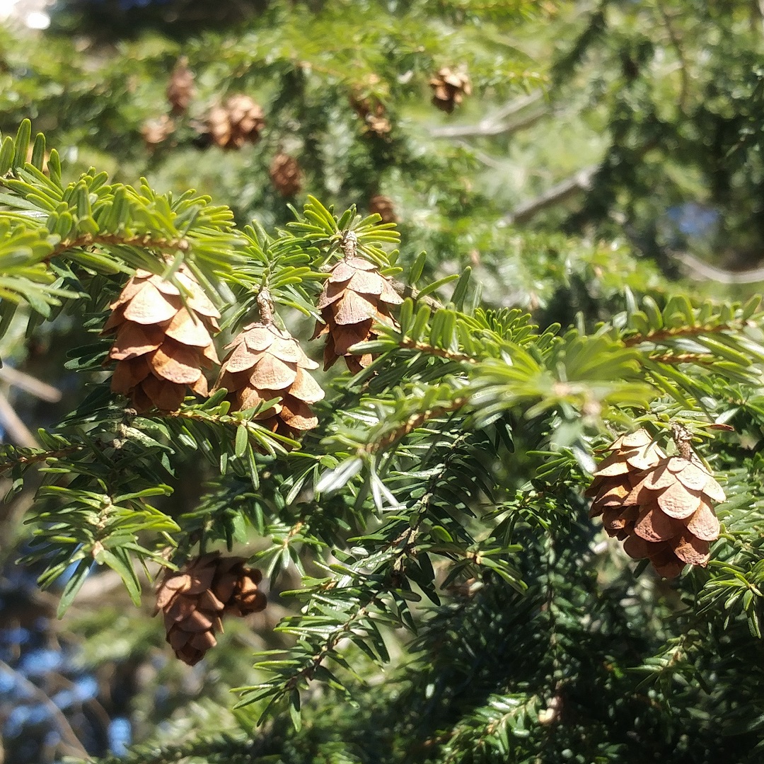 Giants of Nova Scotia: [UPDATE] - NS Hemlocks, the Killer Bug and You