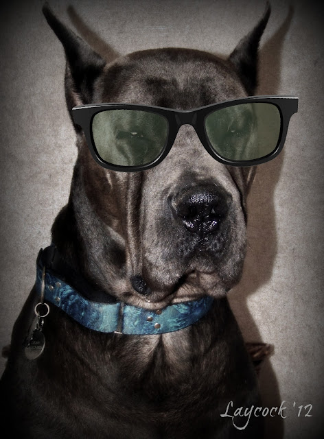 Goliath: Are Great Danes a "smart" dog?