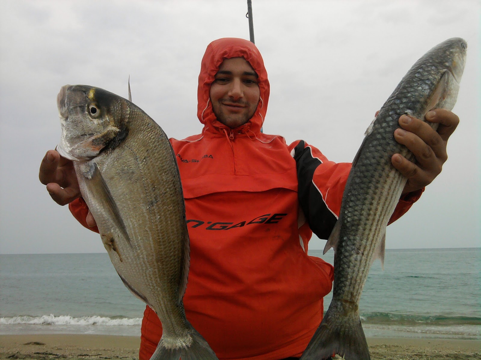 asd team passione pesca: Surfcasting: pesci, Cefalo