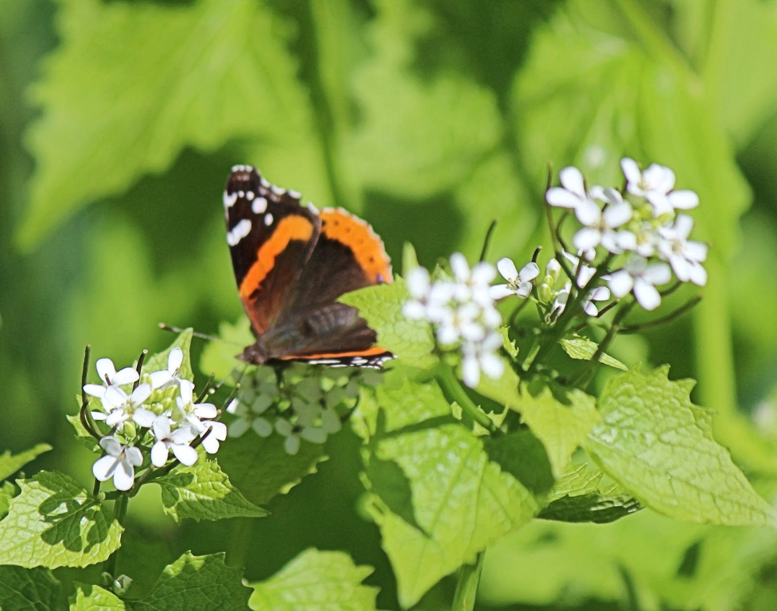 Two Early May Spring Butterflies