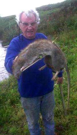 CAFE PRENSA: LA RATA MAS GRANDE DEL MUNDO?