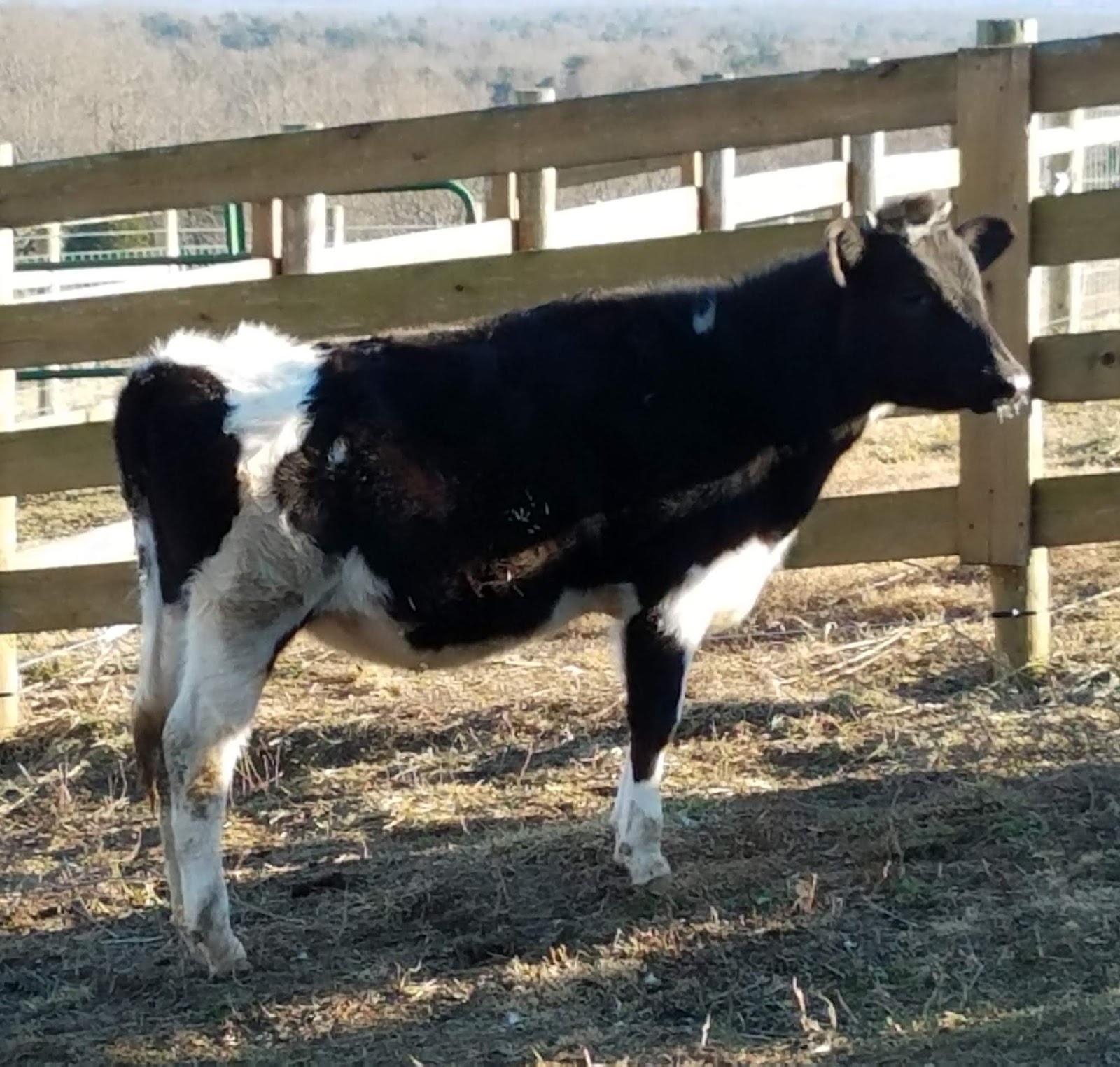 Confessions of a Crazed Cattlewoman: Bucking Baby Bull
