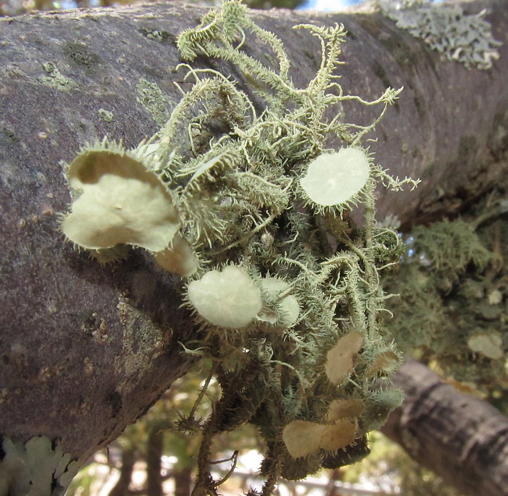 Usnea
