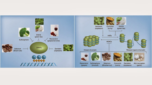 NutriGenome: Herança epigenética transgeracional