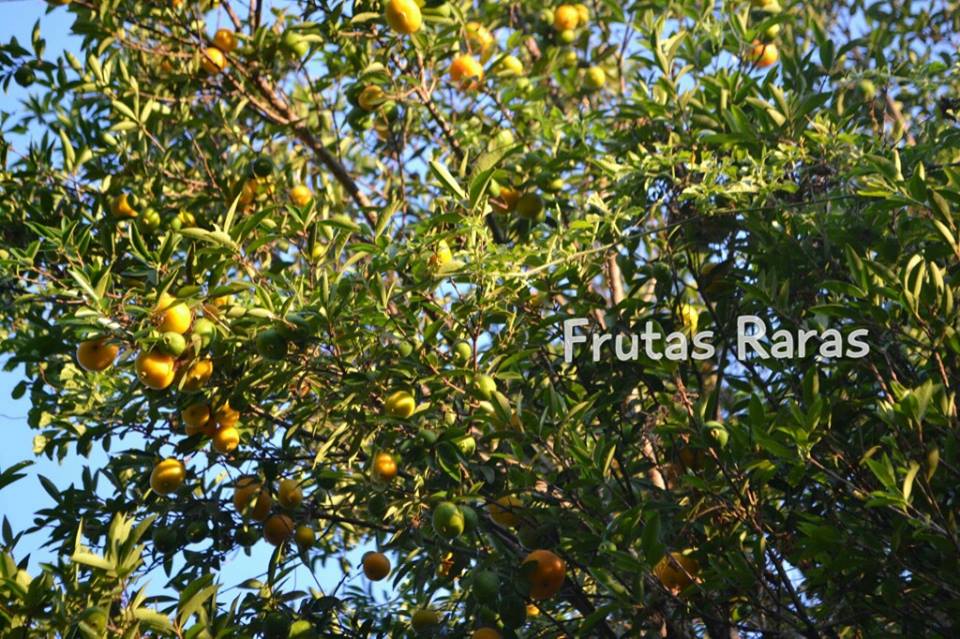 Eugenia pyriformis - Uvaia-piriforme, Uvaia, Uvalha, Uvalha-do-campo