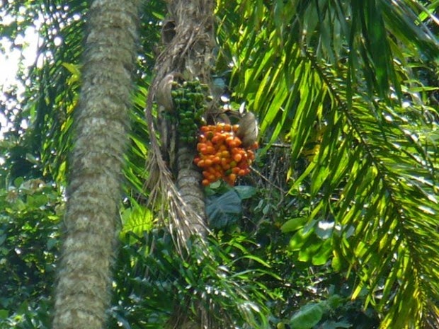 EL CHONTADURO... UN FRUTO EXÓTICO