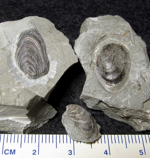 Louisville Fossils and Beyond: Cypricardinia arata Pelecypod Fossil