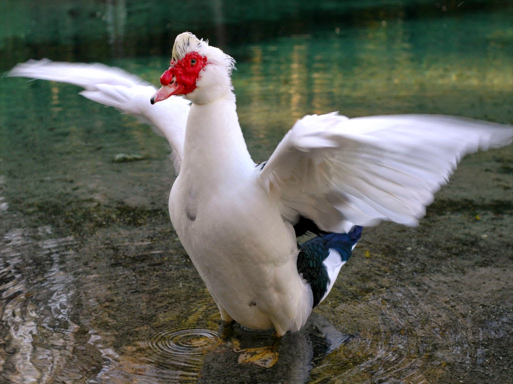 Entog | Nama, Gambar Binatang A-Z