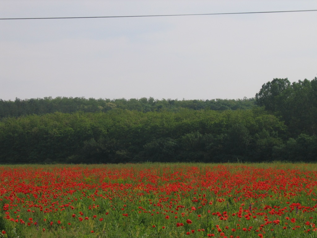 Insula Popina – Romania vazuta din caiac
