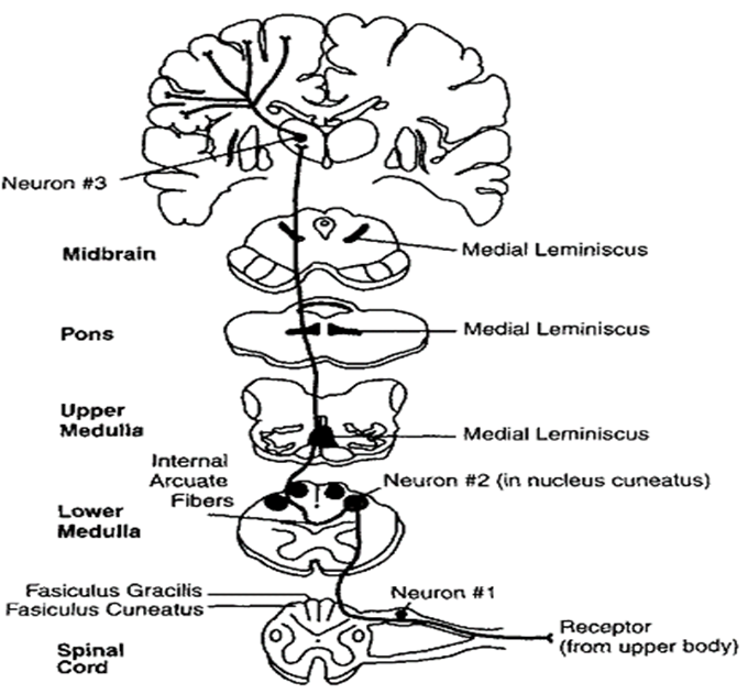 MBBS Medicine (Humanity First): Anatomy of the Brain Stem