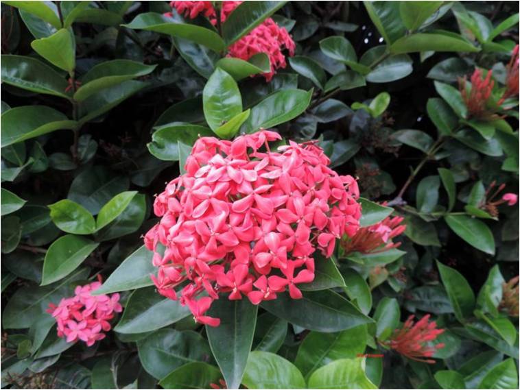 CRONICAS DE CUCUTA: 1351.- FLORES DE CUCUTA