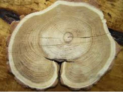 CivilEngZone : Think big,We do.: Timber-structure,seasoning,types of ...