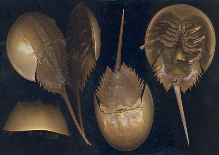 Horseshoe Crab-A living Fossil