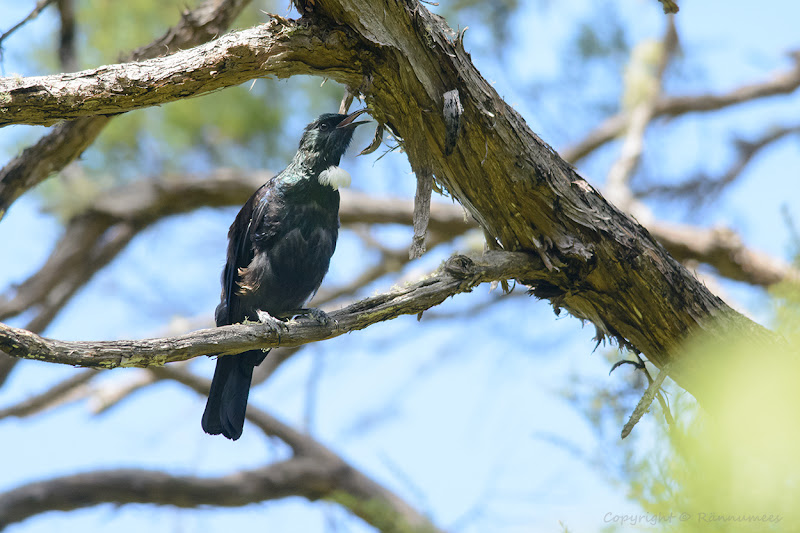 Ringreis Pika Valge Pilve maal: 15.02 - Abel Tasmani RP, Pancake Rocks ...