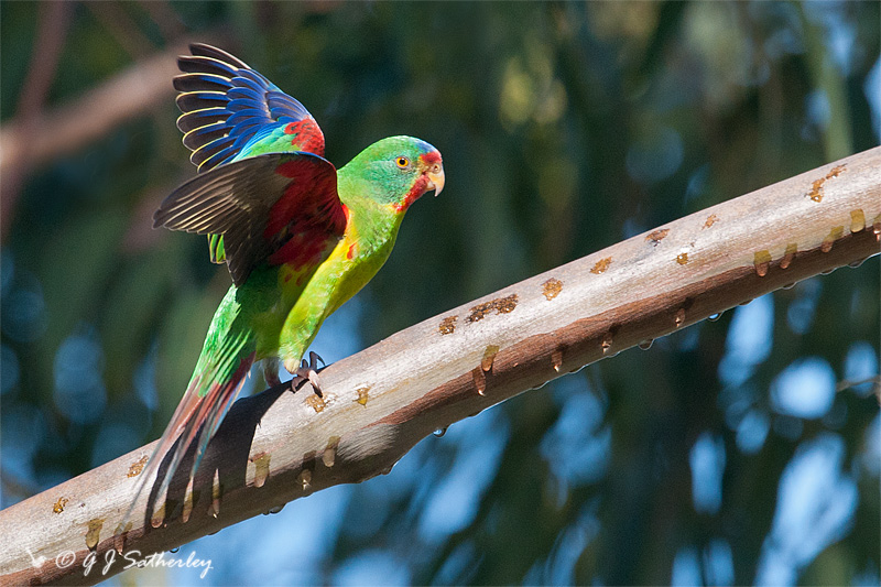 aus bird photography: Swift Parrots