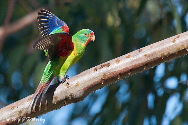 aus bird photography: Swift Parrots