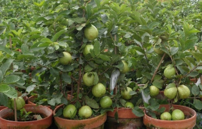 How To Grow Guava Tree - Kilimo Hai
