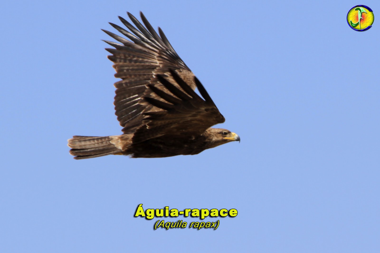 ORNITOLOGIA: Águia-rapace (Aquila rapax)