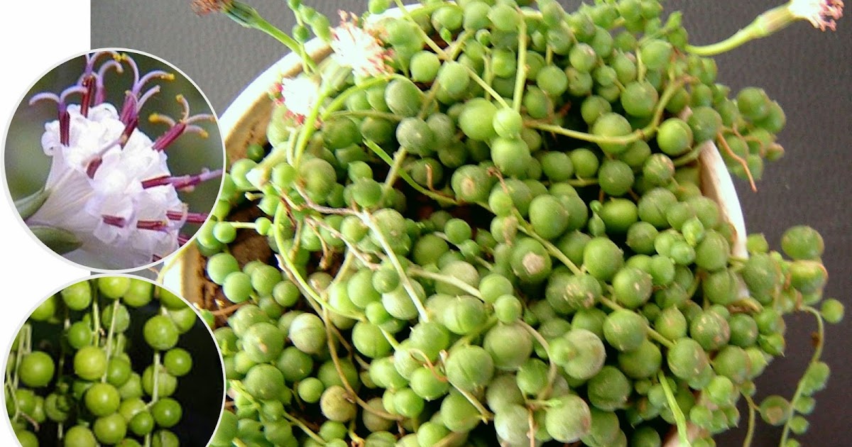 tutuna mituna: Planta rosario / Collar de perlas verdes