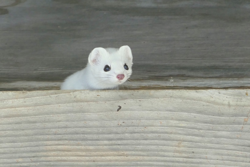 Past Presence: Ermine