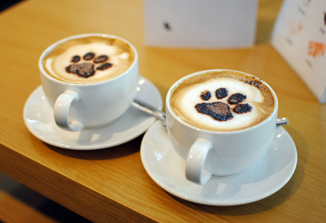 16+ Cat Cafe Manchester Twitter, Konsep Spesial!