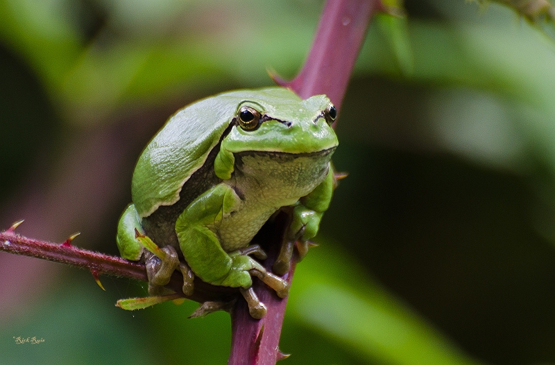 Sneeuwbeelds Natuur: Boomkikker