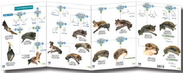 A Guide to British Bats