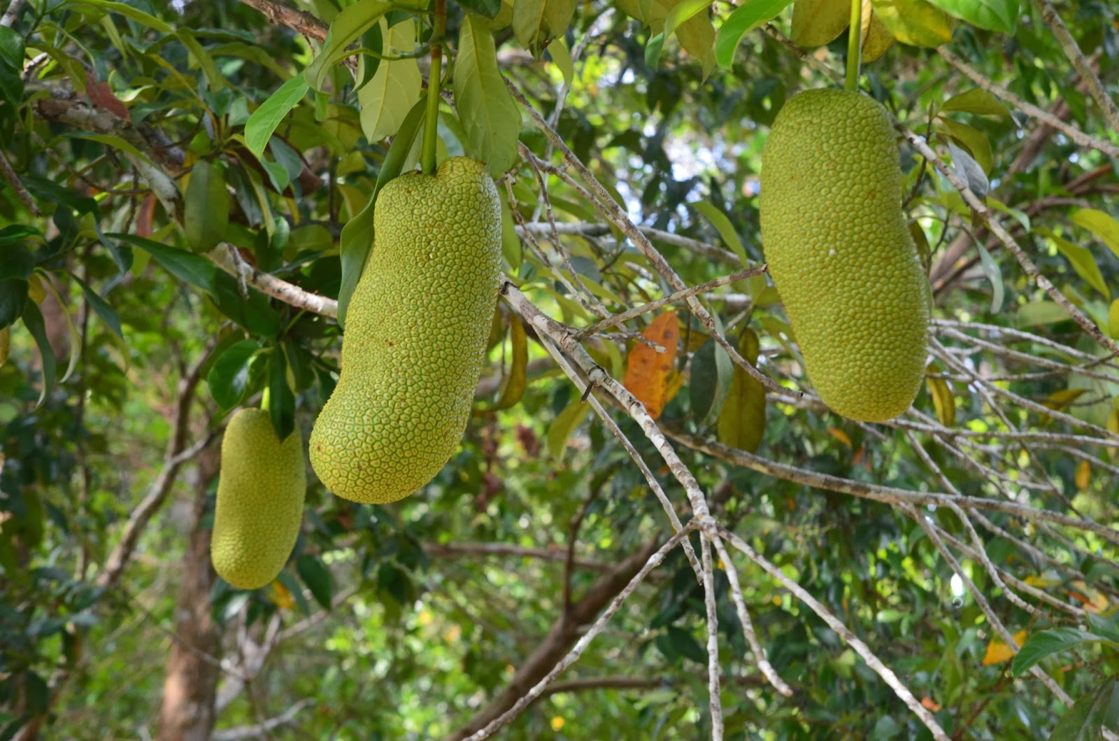 The Kambatik Park, Bintulu.: The Chempedak fruit