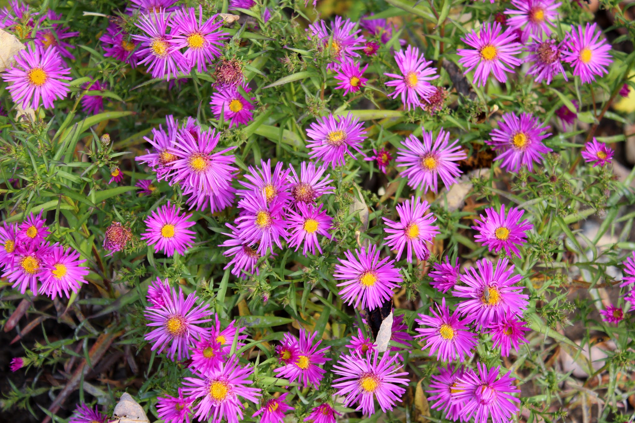 Kukka & Kaali: SYKSYN KUKKIJAT