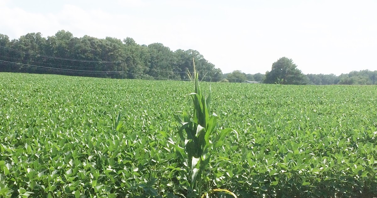 Statpics: Alien Corn