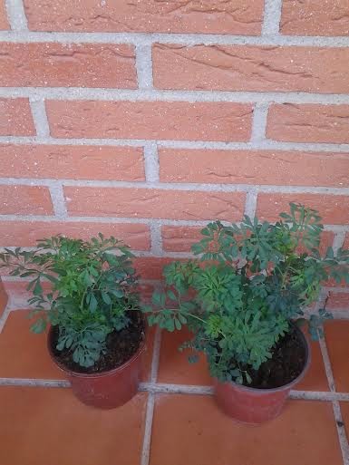 La Mar de VeRde: RUTA GRAVEOLENS O RUDA