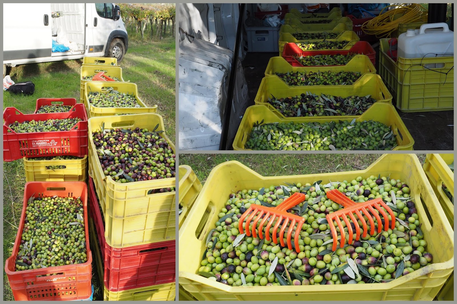 Ein "öliger" Urlaub - Olivenernte in Perano