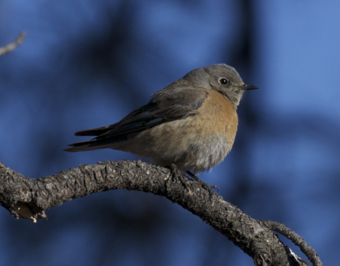 Birding Is Fun!: Saluting the Flag!