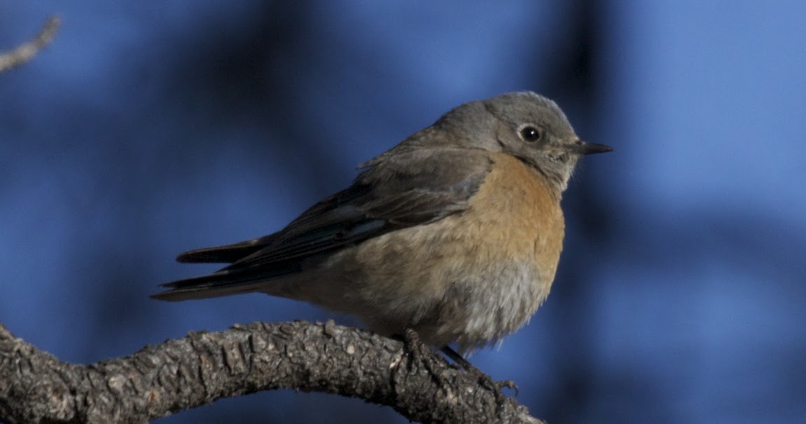 Birding Is Fun!: Saluting the Flag!