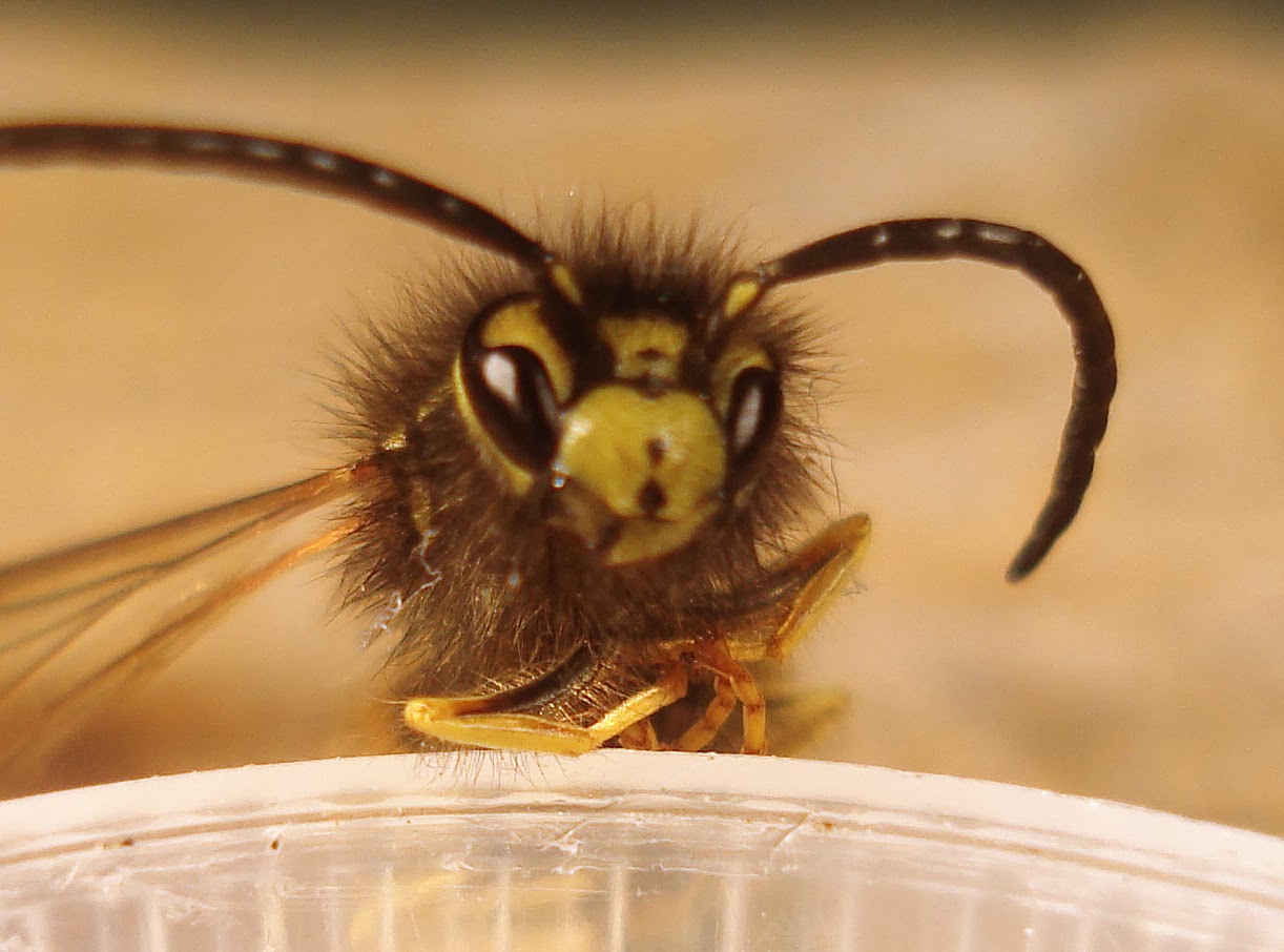 East Glamorgan Wildlife: Late record of a Common Wasp
