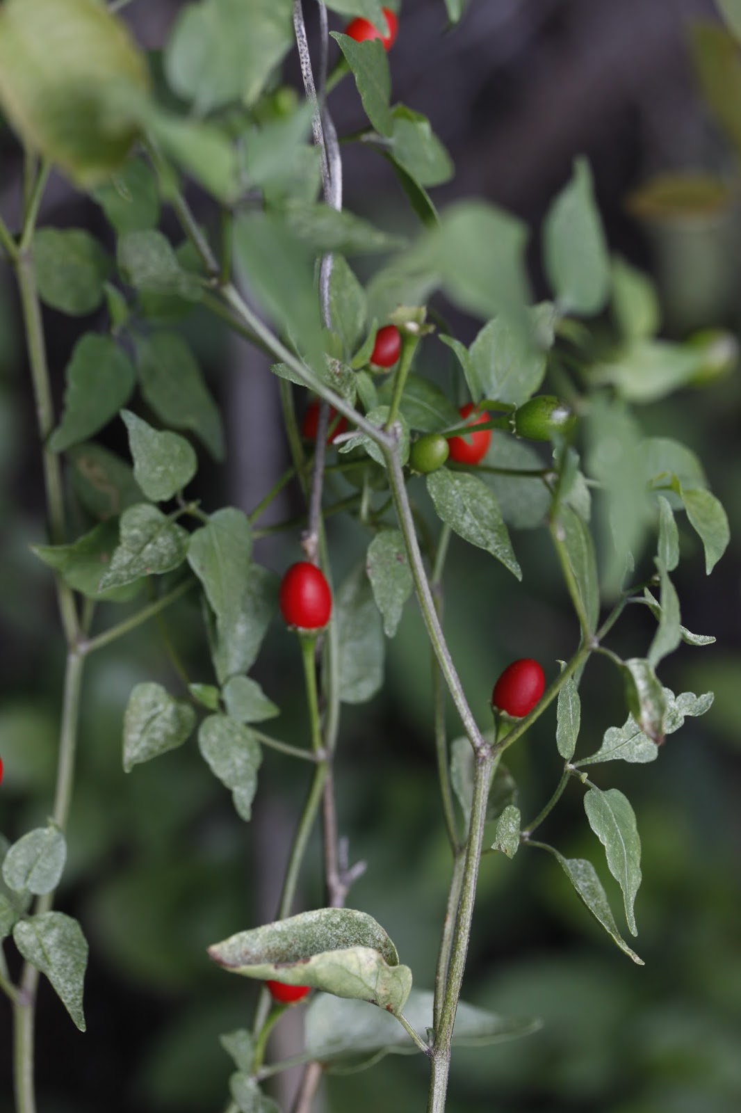 Solanaceae de Argentina: Capsicum chacoense Hunz.