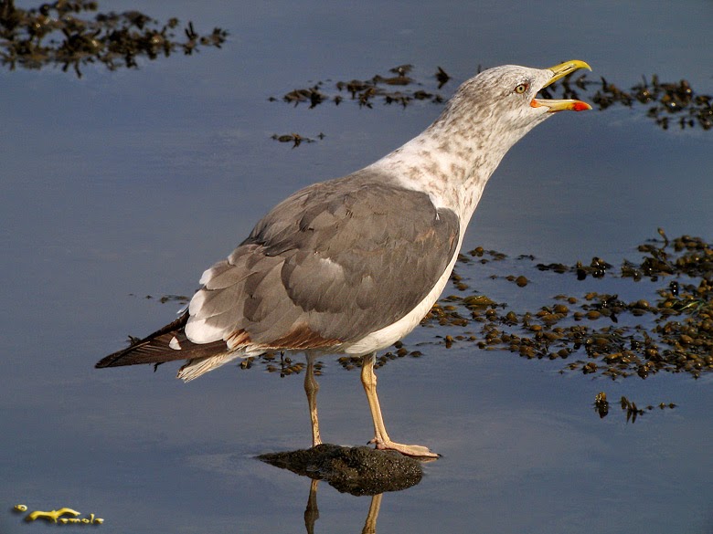 ojo natural: Gaviota común