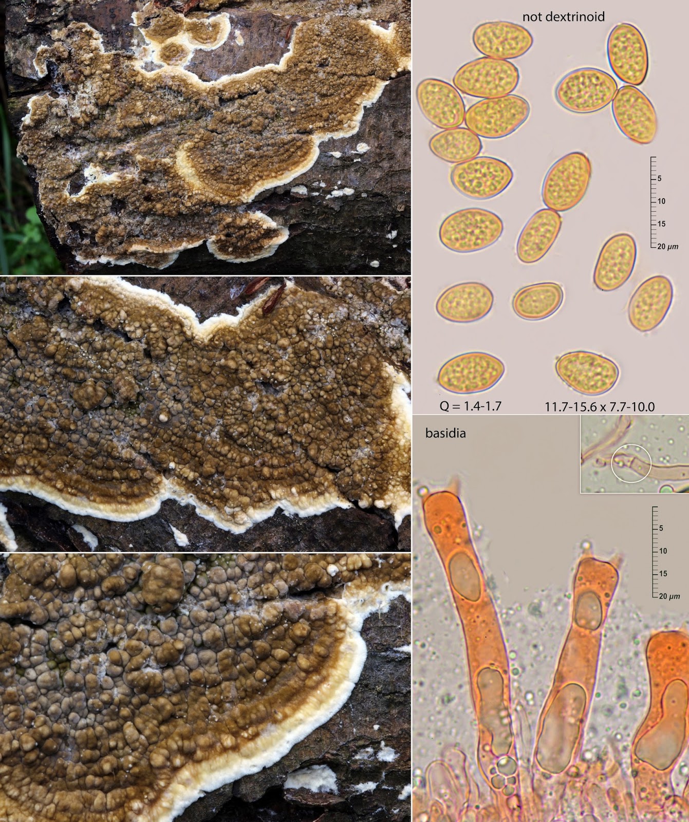 Coniophora puteana (Schumach.) P. Karst. • CEMAS