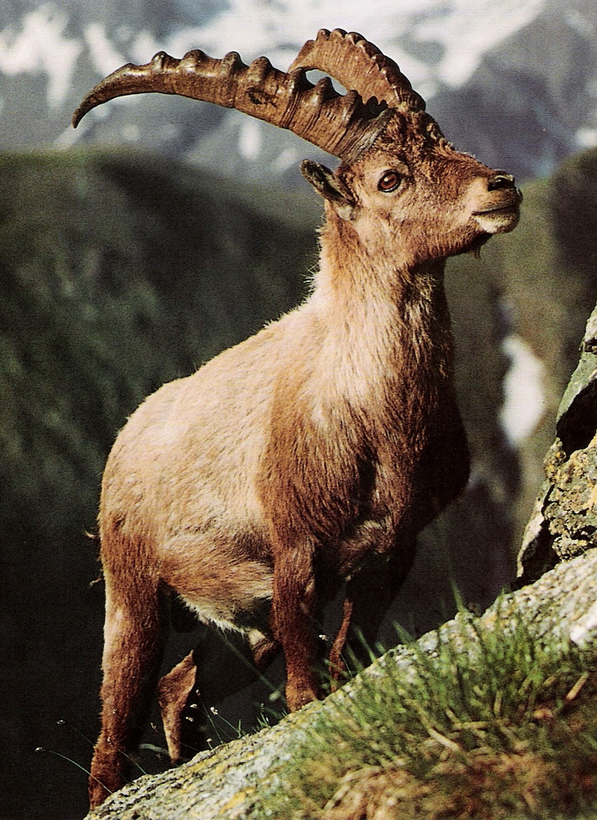 Zoológico Virtual do Koba: Bode dos Alpes