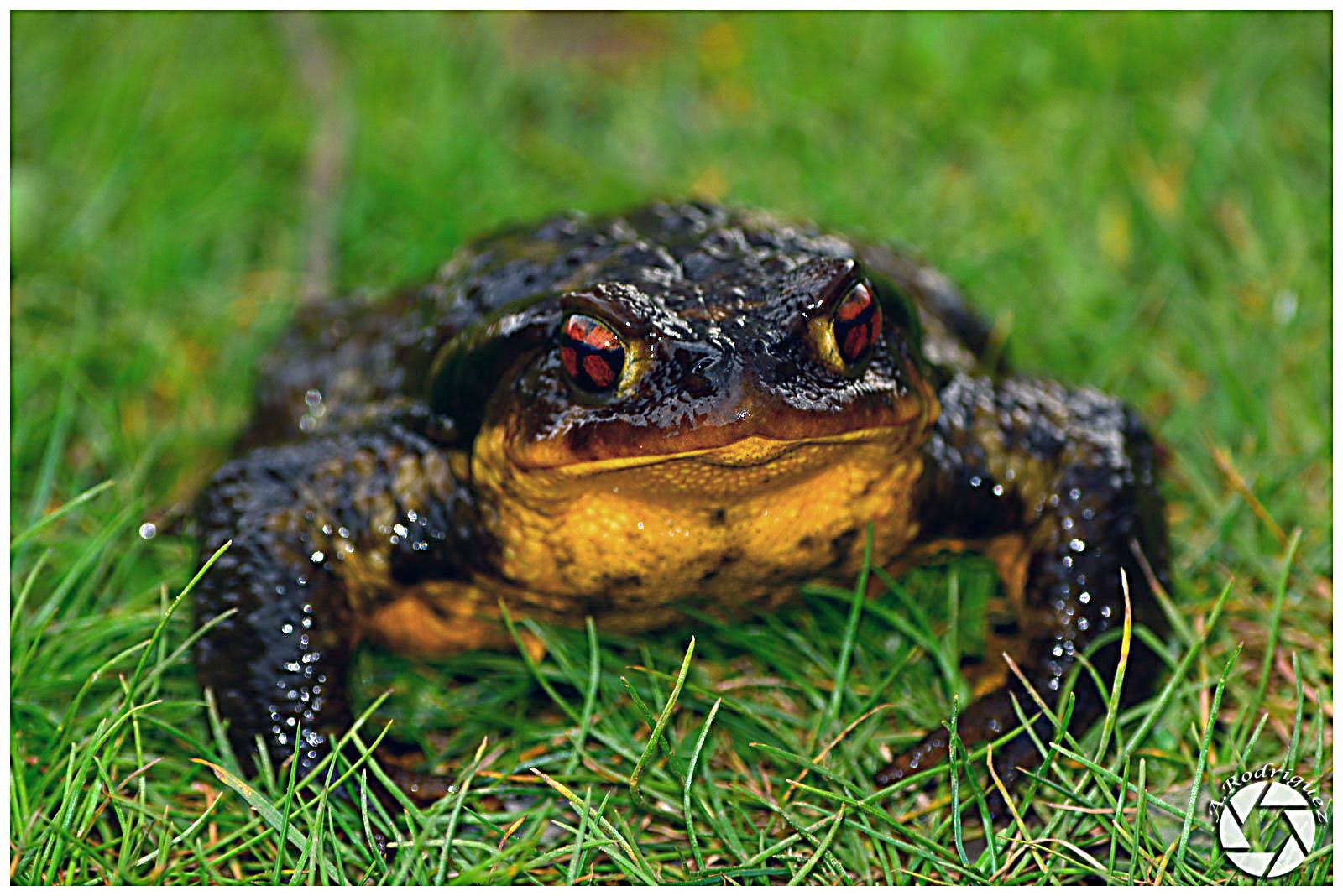 Naturaleza y Paisajes de España: Sapo común (Bufo bufo)