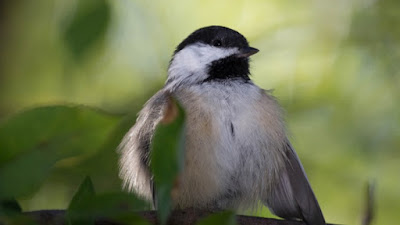 Laura's Birding Blog: Choosing a life path: wolf or chickadee?