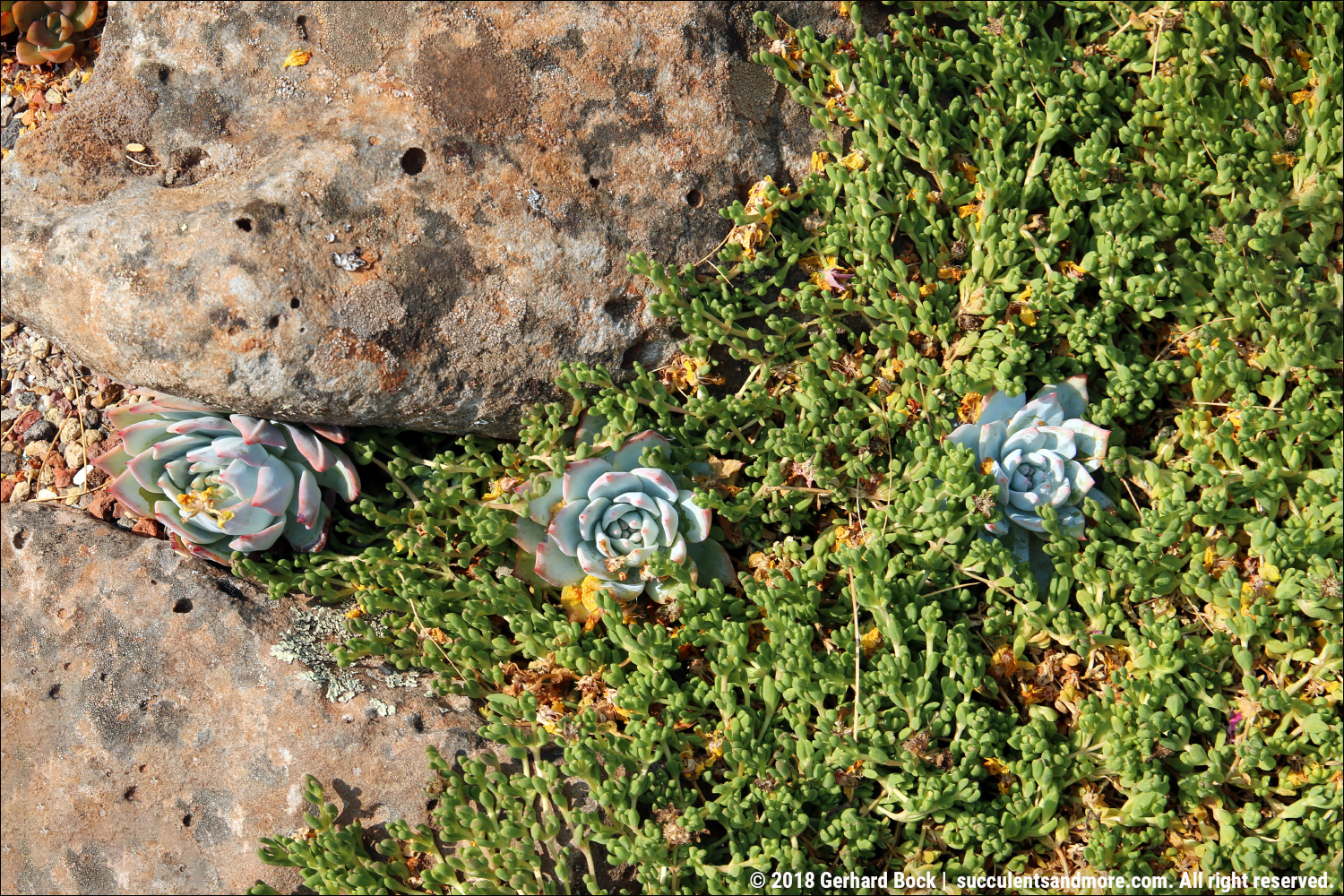 Around the world on 6,000 sq.ft.: Brian's miniature botanical garden