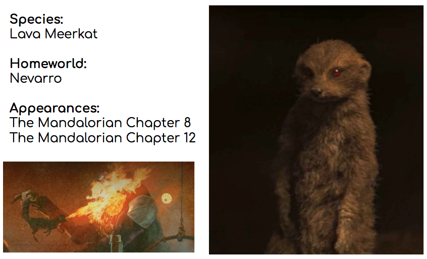 Lava Meerkat